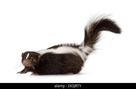 Cute classic brown with white striped young skunk aka Mephitis mephitis ...