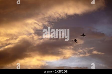 Wildfowl over Thornton Reservoir in late summer Stock Photo - Alamy
