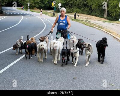 Veteran professional dog walker with 13 dogs walk in harmony on the ...