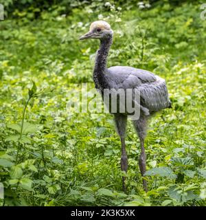 Beautiful yellow fluffy Demoiselle Crane baby gosling, Anthropoides ...