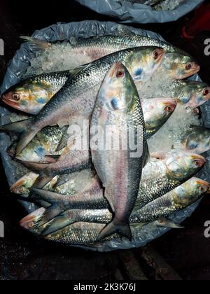 Tenualosa ilisha, ilish, ilisha, hilsa is a very popular food fish in ...