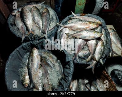Ilish fish , Tenualosa ilisha or hilsa fish is a very popular and ...