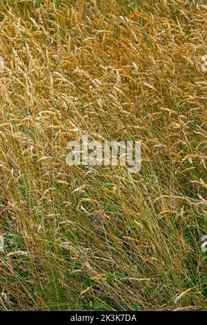 Sweet Vernal grass growing in a meadow in Pennsylvania Stock Photo - Alamy