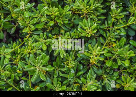 Pittosporum tobira several common names, including Australian laurel ...