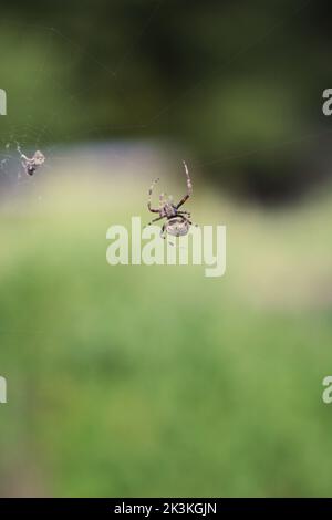 Typical garden spider crawling around its huge spiderweb in a black and ...