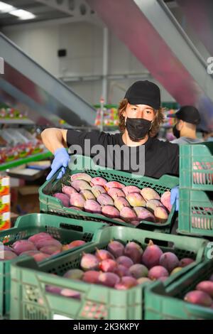 Workman stacking boxes with mangoes Stock Photo - Alamy