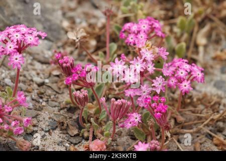 Pink flowering racemose capitate cluster inflorescences of Abronia ...