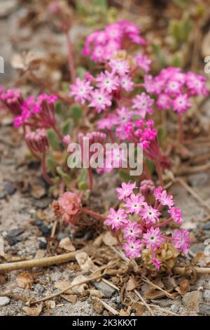 Pink flowering racemose capitate cluster inflorescence of Abronia ...