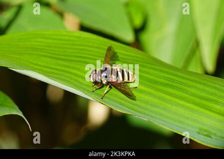 Closeup of a male hoverfly Sericomyia silentis, family Syrphidae. On a ...