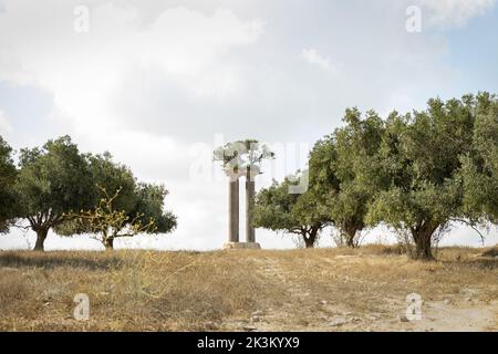 Olive Columns, environmental art by Ran Morin Stock Photo - Alamy