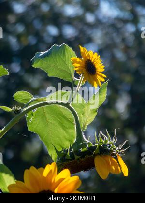 Closeup of yellow flower under sunlight with copy space using as ...