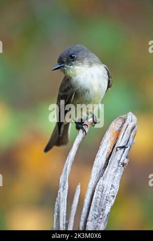 Eastern Phoebe during fall migration Stock Photo - Alamy