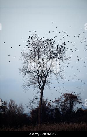 A flock of common grackles Stock Photo - Alamy