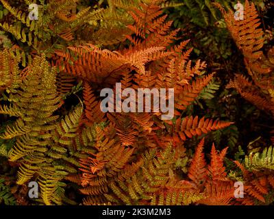 Dryopteris erythrosora [Copper shield fern] [Autumn fern] June UK Stock ...