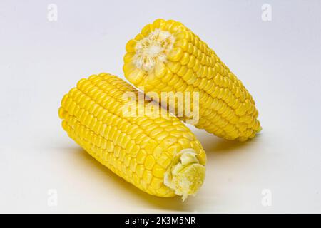 Two Fresh raw corn without toxin in hand. Concept of ecological non GMO ...