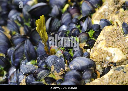 Rocks with blue or common mussel, a medium-sized edible marine bivalve ...