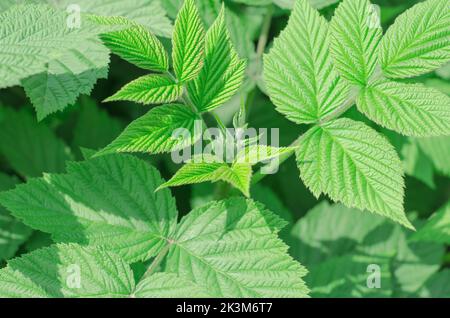 Young sprouts of a raspberry bush. Growing raspberries at home ...