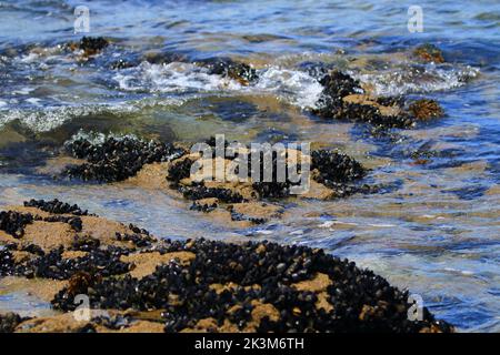 Rocks with blue or common mussel, a medium-sized edible marine bivalve ...