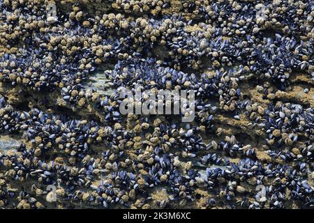 Rocks with blue or common mussel, a medium-sized edible marine bivalve ...