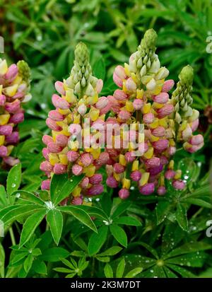 A closeup shot of a blooming lupine bush in a garden Stock Photo - Alamy