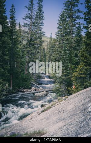 The rocky river floating between the fur-trees Stock Photo - Alamy