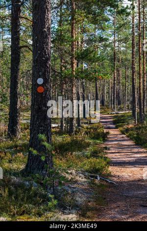 Round red wooden trail marker on a pine tree next to a forest path ...