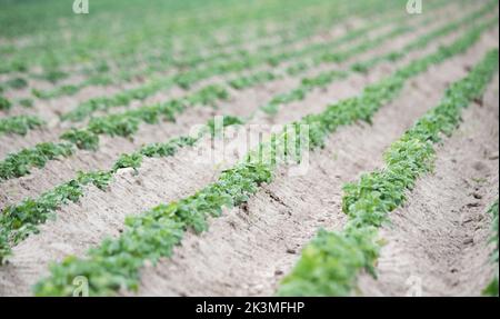 Emerging potatoes. Young potato plants in ridges, agricultural ...