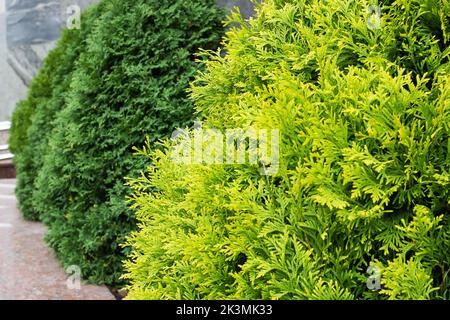 Green fluffy branches of evergreen shrub close up Stock Photo - Alamy