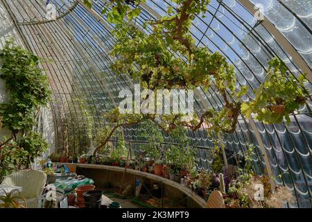 The Italianate Glasshouse in King George VI Memorial Park, Ramsgate, UK ...