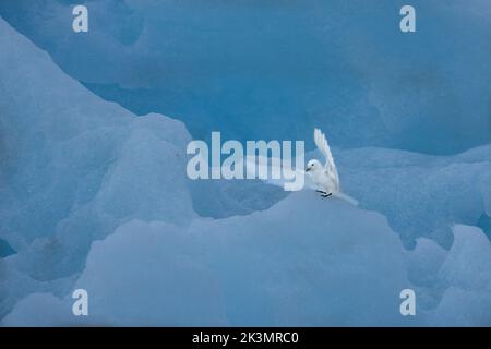Ivory Gull (Pagophila eburnea) is a small gull, the only species in the ...