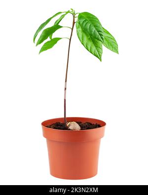 Young avocado fruit growing on the tree close up with copy space Stock ...