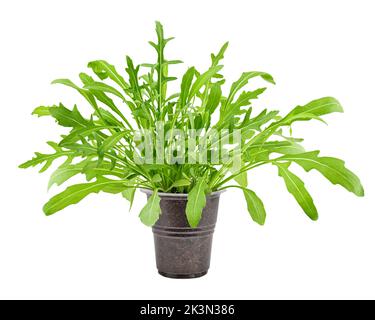 Arugula grows in pot, isolated on white background, clipping path, full ...