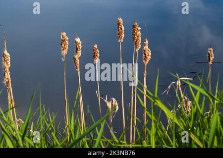 flowering reed in the marsh Stock Photo - Alamy