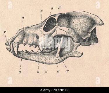 Wolf and Skull, 19th century Stock Photo - Alamy
