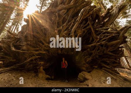 Root system of fallen Giant Sequoia, Sequoiadendron giganteum, in the ...