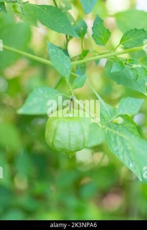 Fresh Green Tomatillo Growing in Garden With Water Drop Stock Photo - Alamy