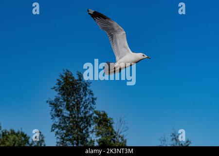Flying Gull. Blue green nature background. Bird: Mediterranean Gull ...