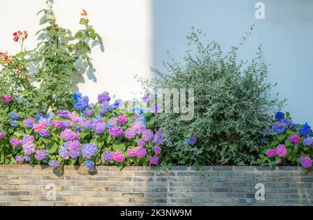 Colorful Hydrangeas bloomed in the corner Stock Photo - Alamy