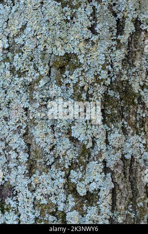 Green moss and lichen on the bark of a tree Stock Photo - Alamy