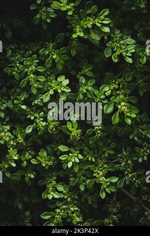 Vertical full-frame texture of a garden path covered with natural brown ...