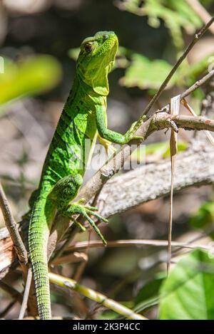 Common basilisk lizard (Basiliscus basiliscus), Rincon de la Vieja ...