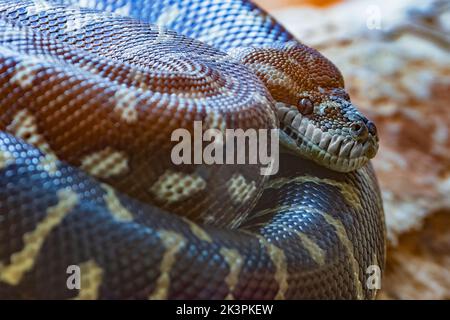 Centralian Carpet Python (Morelia spilota bredli) is native to Australia. Captive Stock Photo ...
