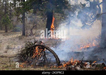 A buring forest with dried plants and tree in the fire Stock Photo - Alamy