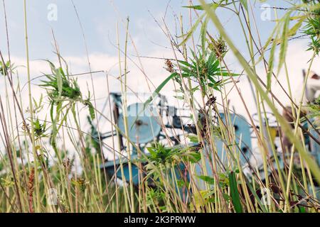 Combine harvester cutting industrial hemp flowers on the farm field ...