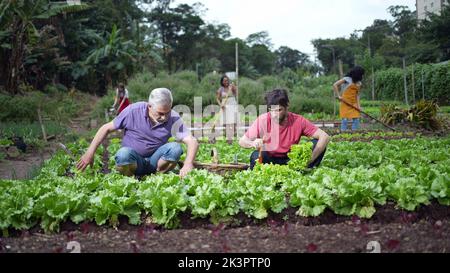 Group of small farmers cultivating organic vegetables at urban ...