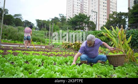Group of community farmers cultivating organic food at local small ...