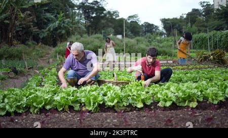 Group of small farmers cultivating organic vegetables at urban ...