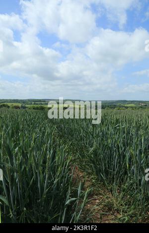 A footpath through the North Kent Wheat fields Stock Photo - Alamy
