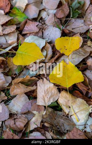 Early signs of Autumn with leaves falling in Abington Park, Northampton ...
