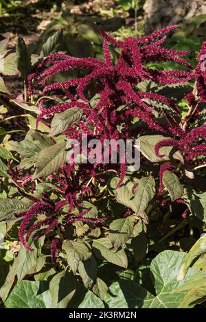 Red Amaranth or Amaranthus, historically used as a natural dye for ...